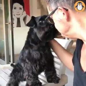 Schnauzer Bumps - Causes, Symptoms, And Treatment