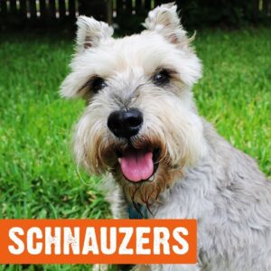 Schnauzer Bumps - Causes, Symptoms, And Treatment