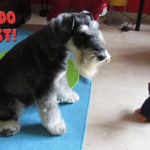 Schnauzer Bumps - Causes, Symptoms, And Treatment