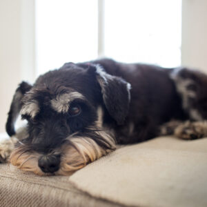 Schnauzer Bumps - Causes, Symptoms, And Treatment