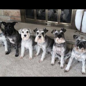 Schnauzer Bumps - Causes, Symptoms, And Treatment
