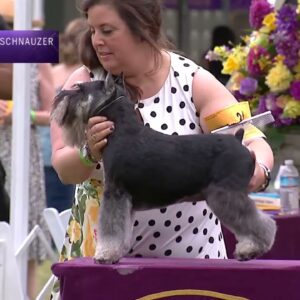 Schnauzer Bumps - Causes, Symptoms, And Treatment