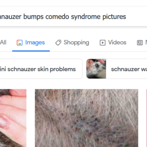 Schnauzer Bumps - Causes, Symptoms, And Treatment