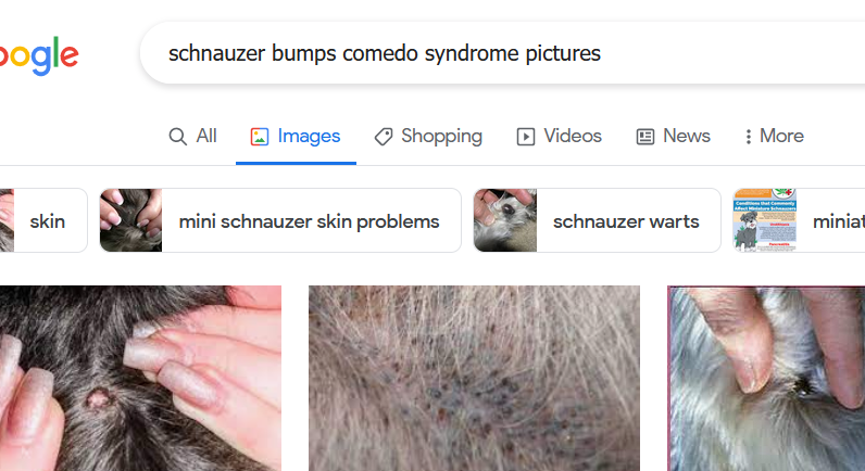 History And Origin Of Miniature Schnauzers