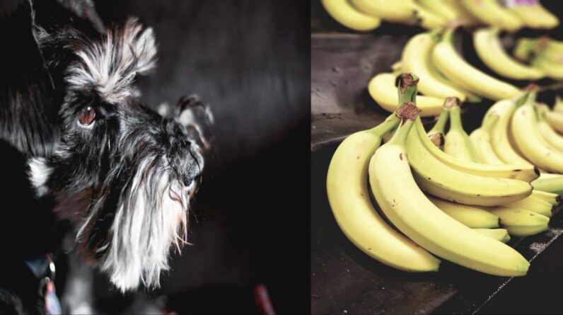 Schnauzer Bumps - Causes, Symptoms, And Treatment
