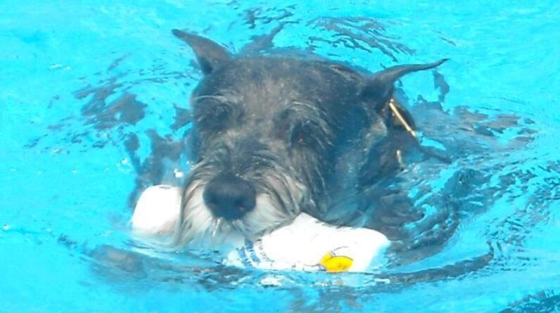 Schnauzer Bumps - Causes, Symptoms, And Treatment